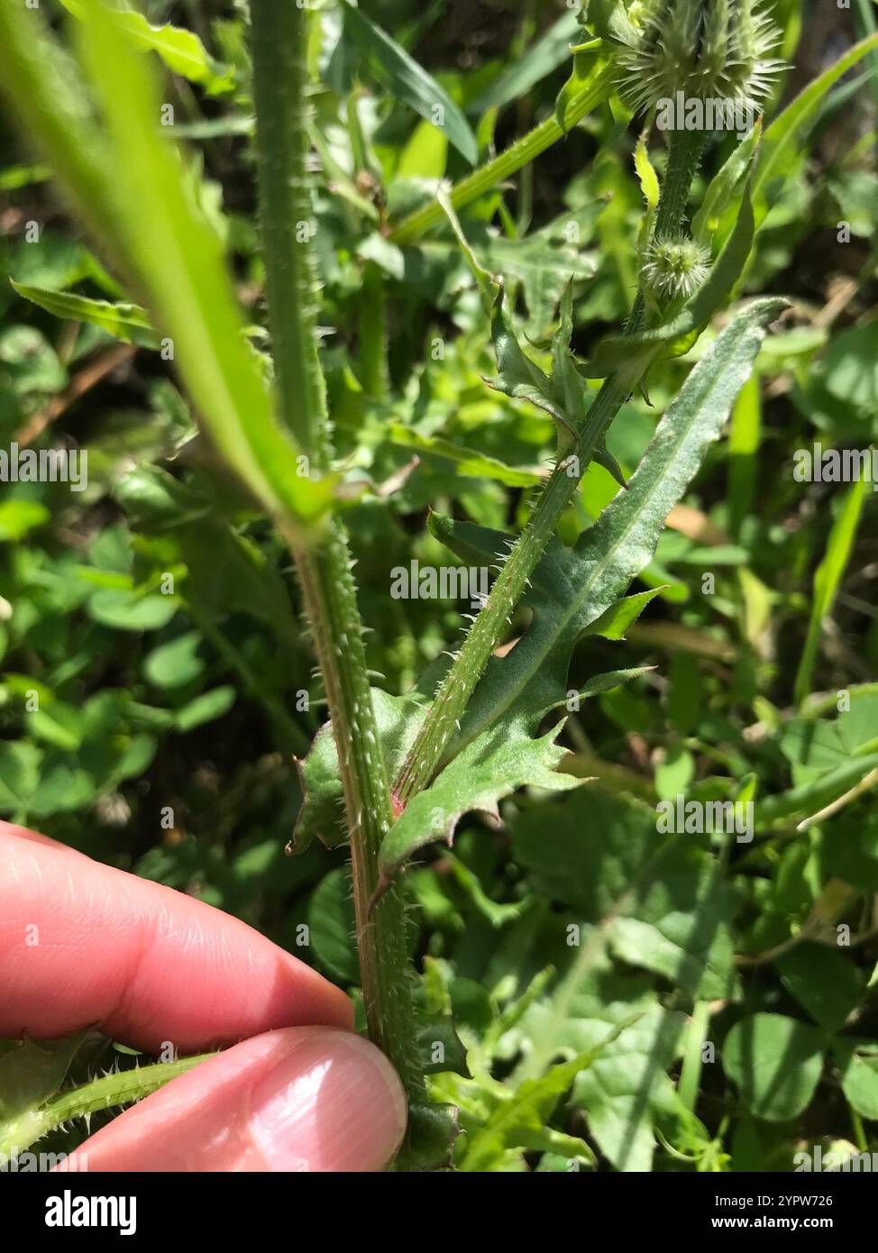 False Hawkbit (Urospermum picroides Stock Photo - Alamy