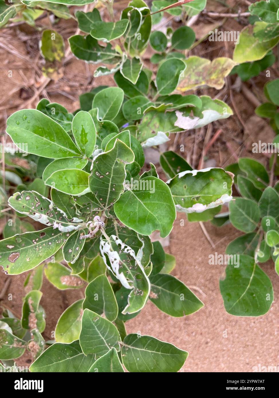(Vitex trifolia trifolia Stock Photo - Alamy