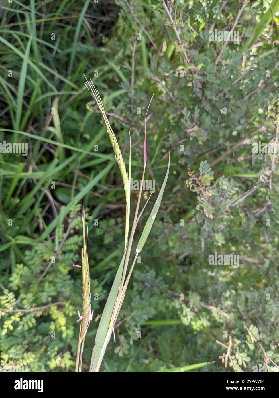 Melanocarpus hi-res stock photography and images - Alamy