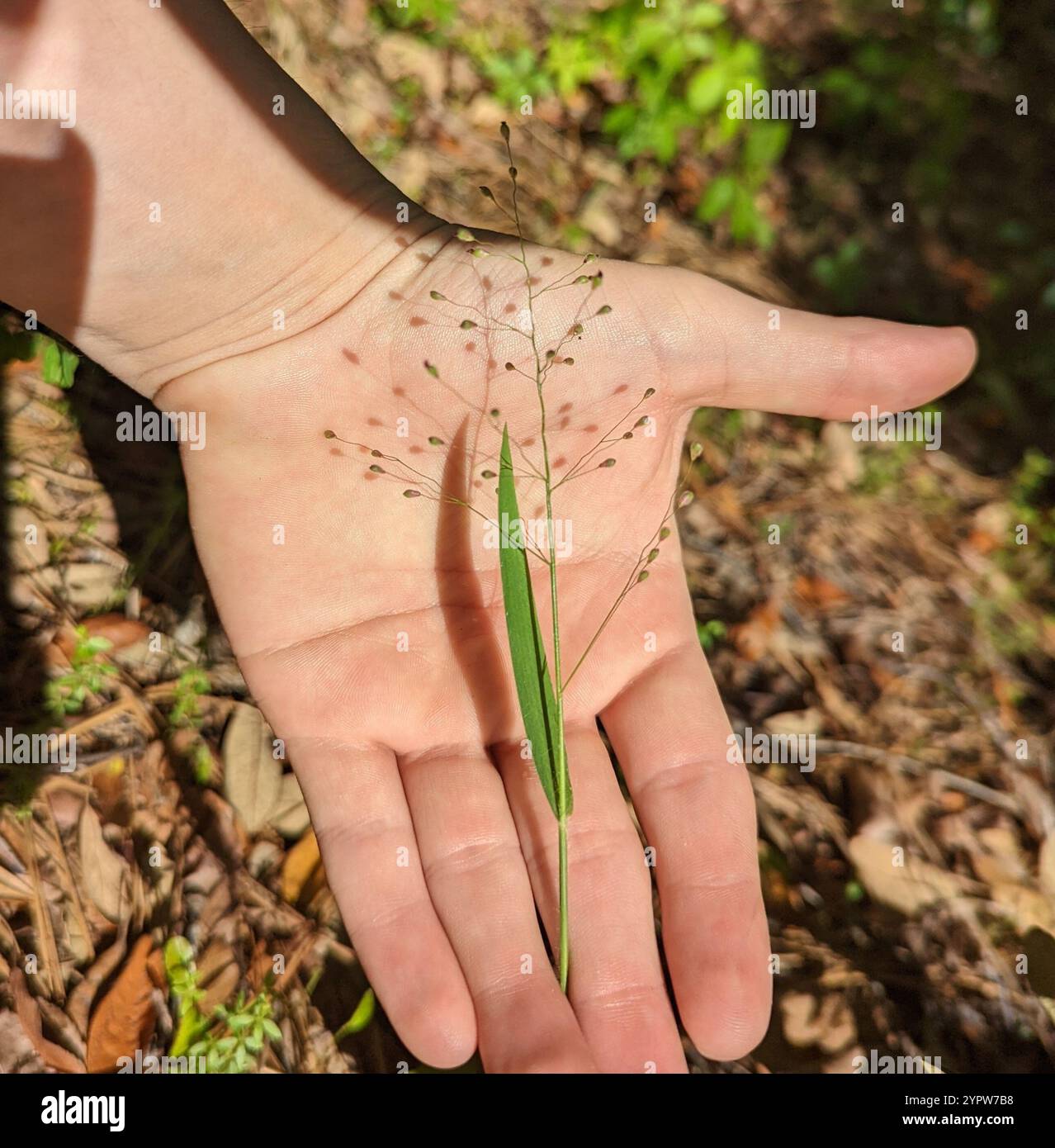 Commons's panic-grass (Dichanthelium commonsianum Stock Photo - Alamy
