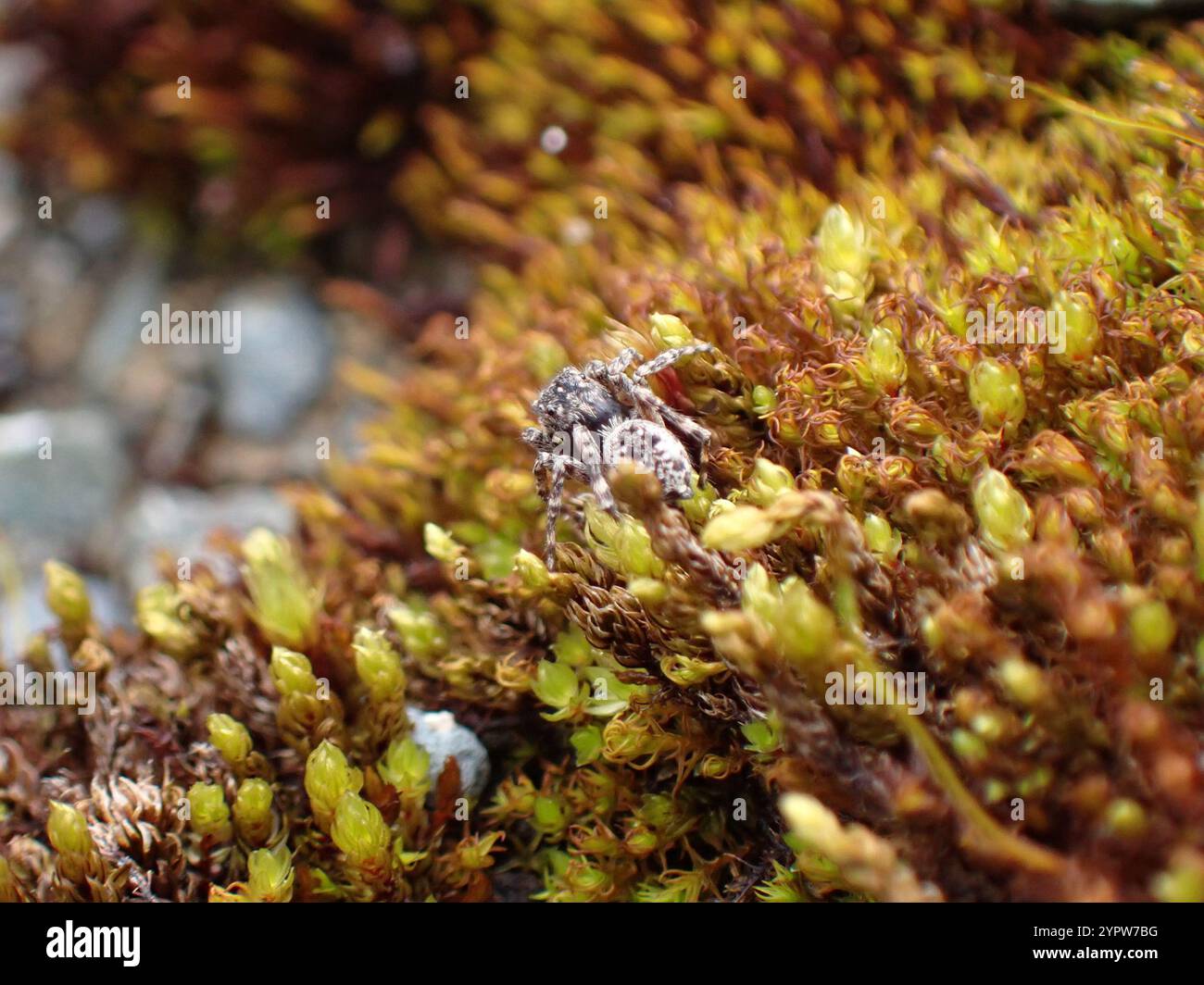Attulus hi-res stock photography and images - Alamy