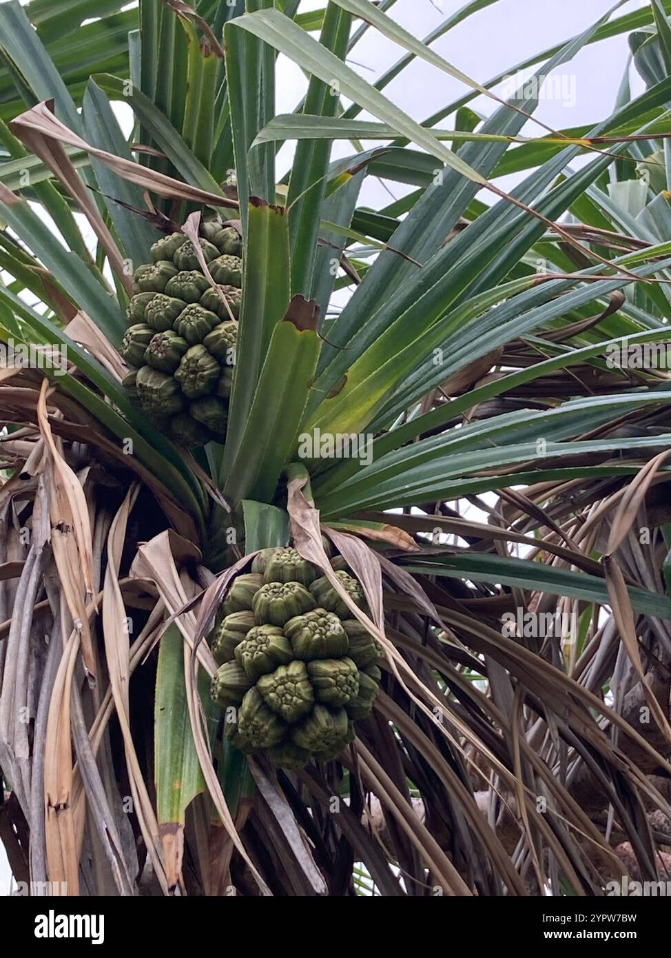 thatch screwpine (Pandanus tectorius Stock Photo - Alamy