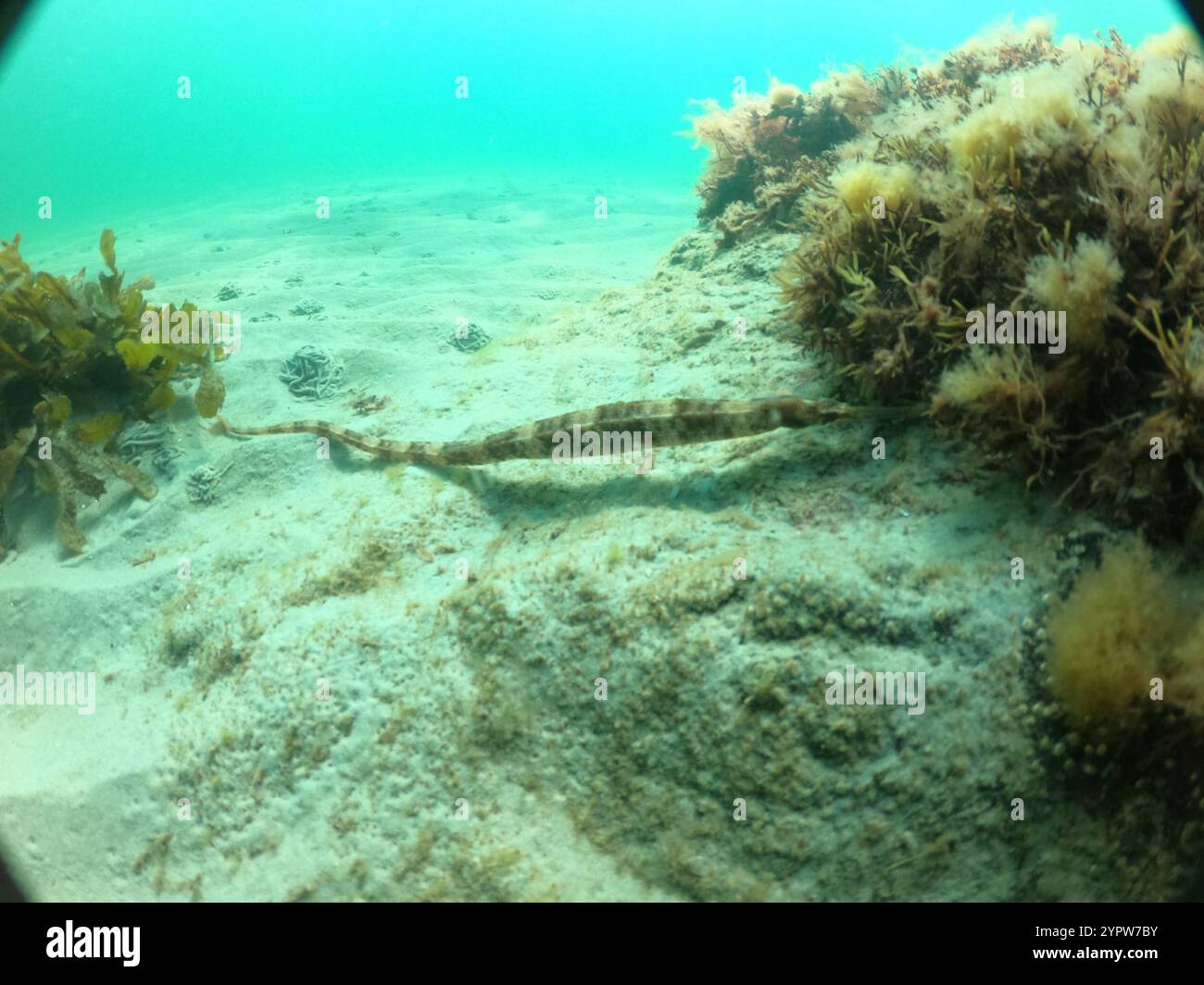 Greater Pipefish (Syngnathus acus Stock Photo - Alamy