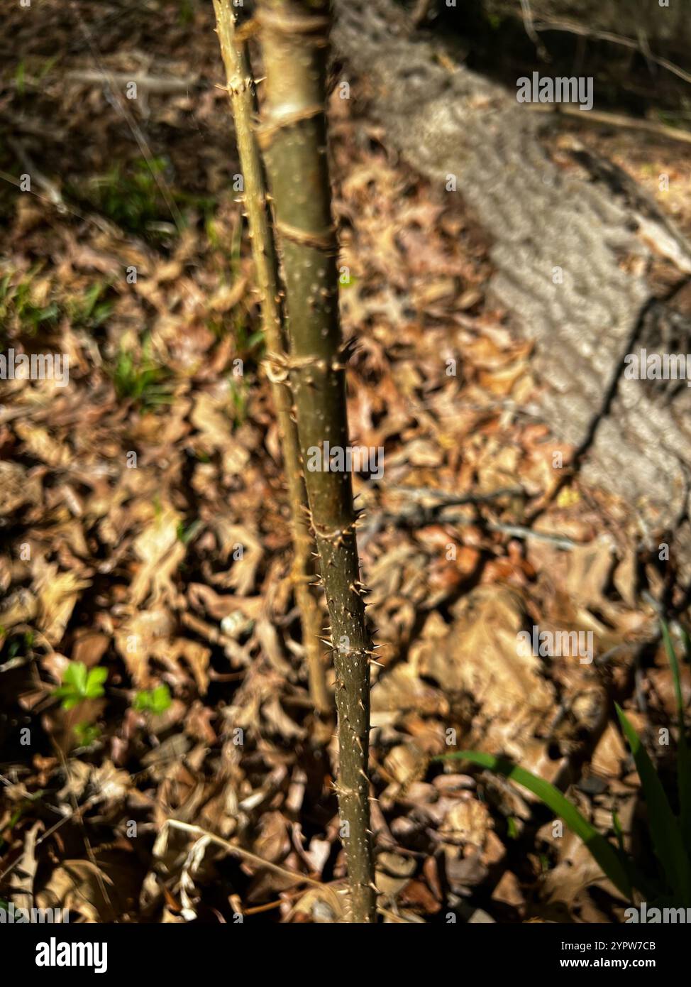 devil's walkingstick (Aralia spinosa Stock Photo - Alamy
