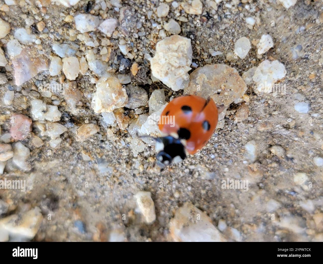 Seven-spotted Lady Beetle (Coccinella septempunctata Stock Photo - Alamy