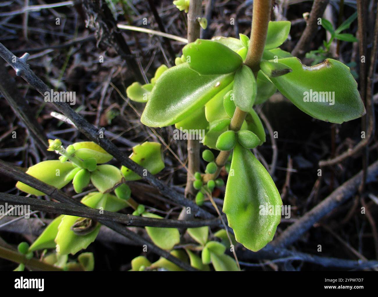 Camphor Spurflower (Coleus cylindraceus Stock Photo - Alamy