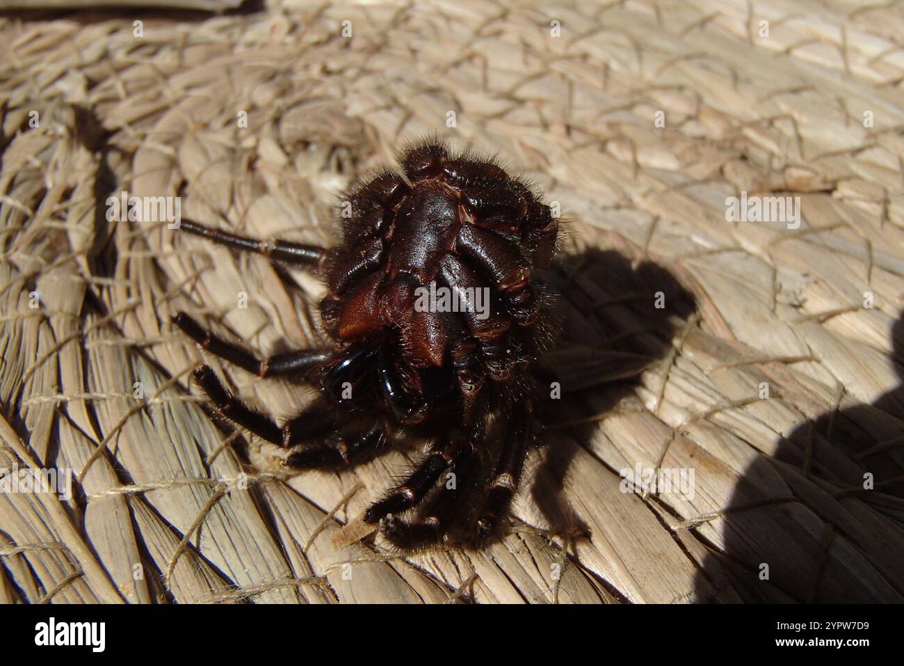 Australian funnel web hi-res stock photography and images - Alamy