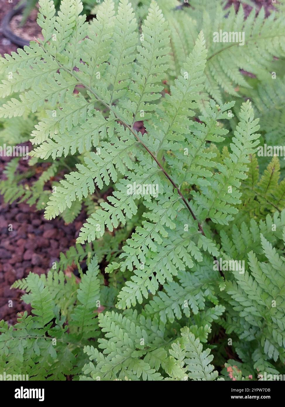 rigid lace fern (Microlepia setosa Stock Photo - Alamy