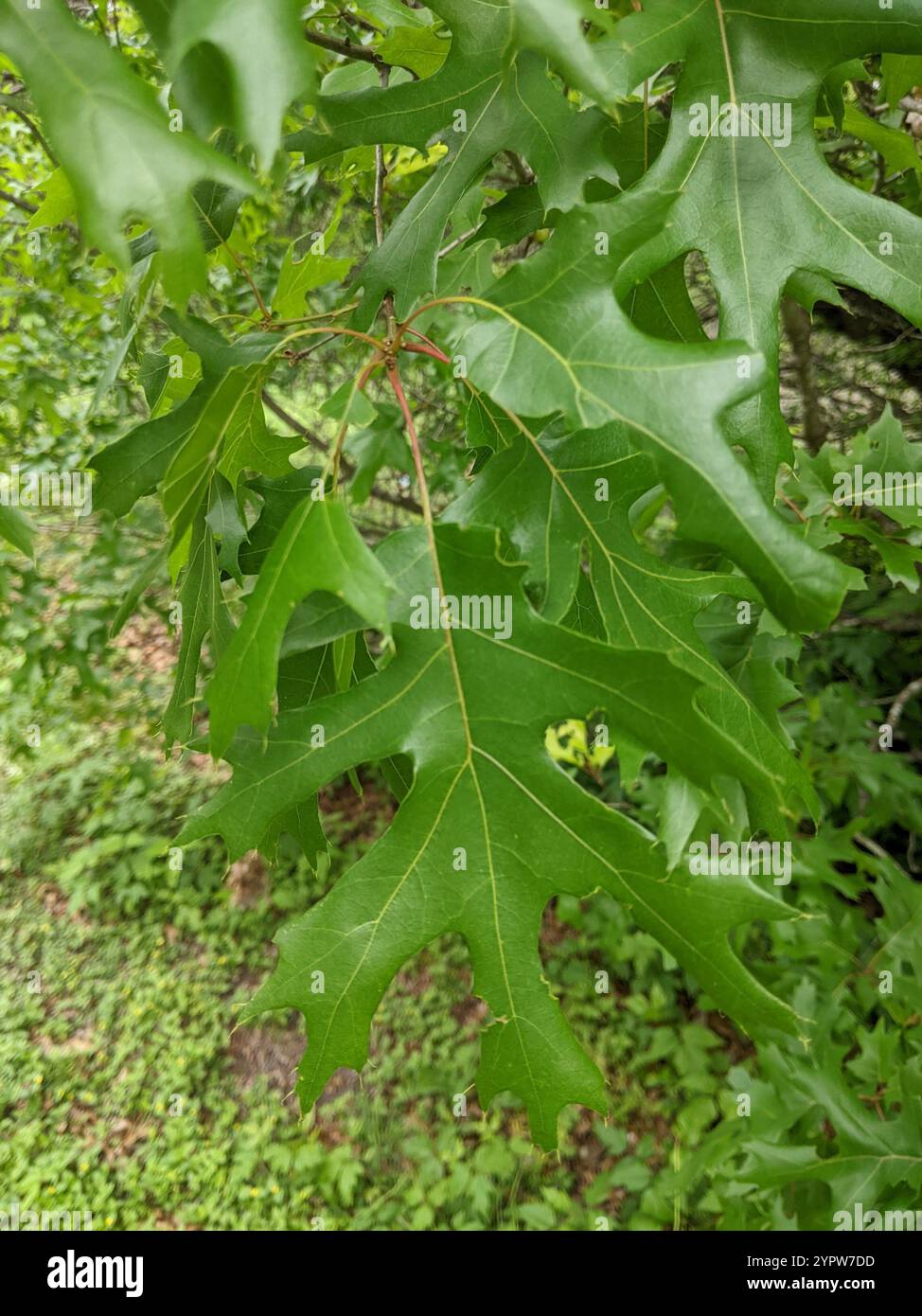 Shumard oak (Quercus shumardii Stock Photo - Alamy