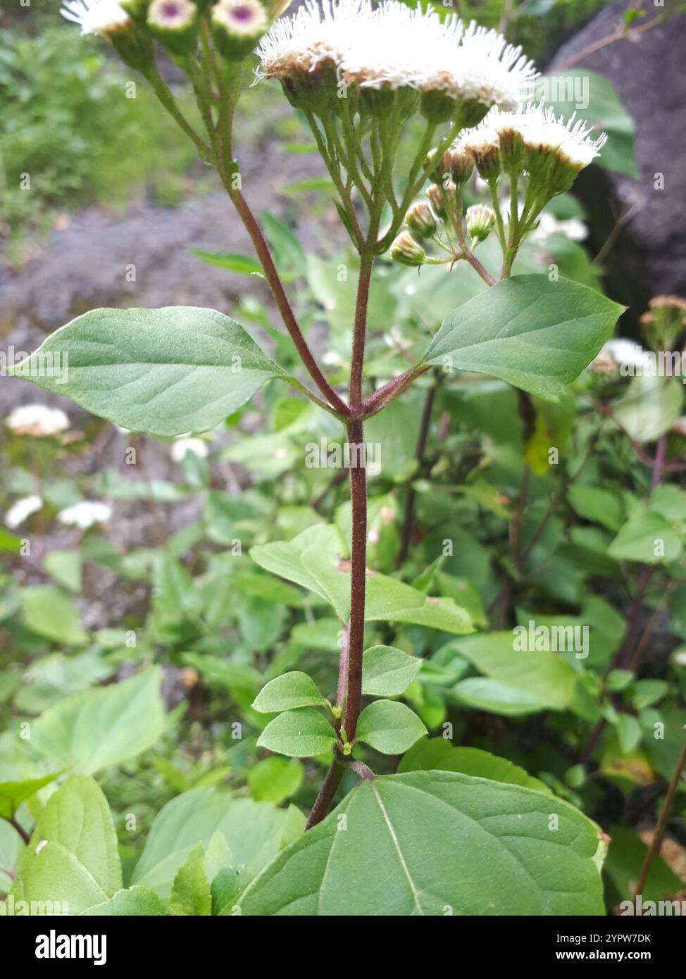 Crofton Weed (Ageratina adenophora Stock Photo - Alamy