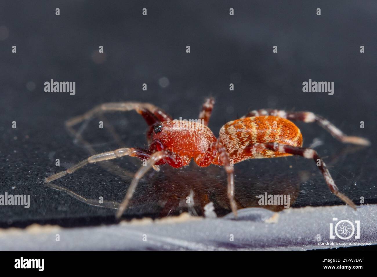 Orange Ant-mimic Sac Spider (Castianeira amoena Stock Photo - Alamy