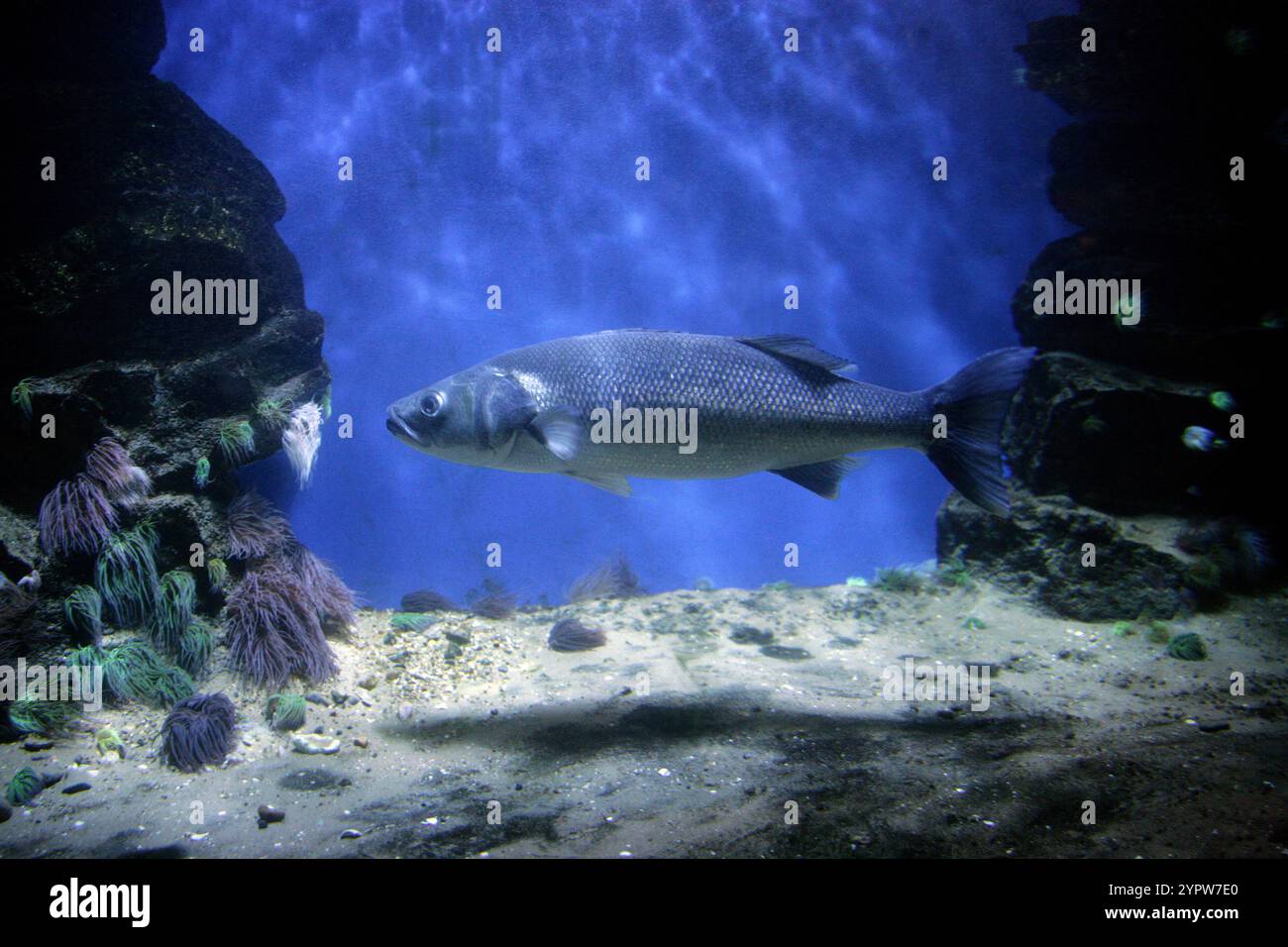 Thick-lipped Grey Mullet, Chelon labrosus, Mugilidae. It is a common ...