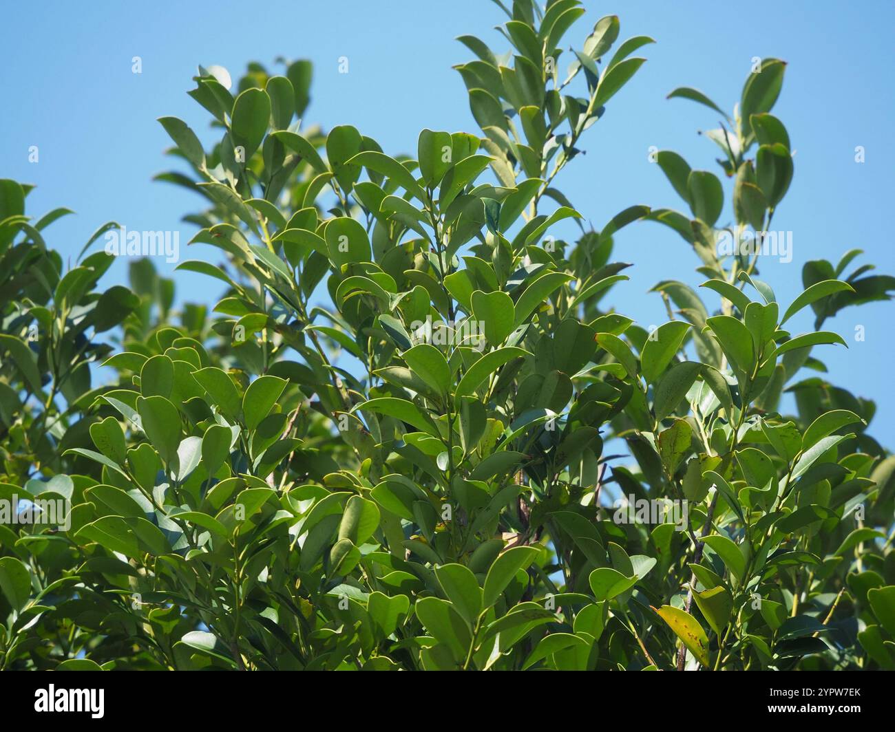 (Cleyera japonica morii Stock Photo - Alamy