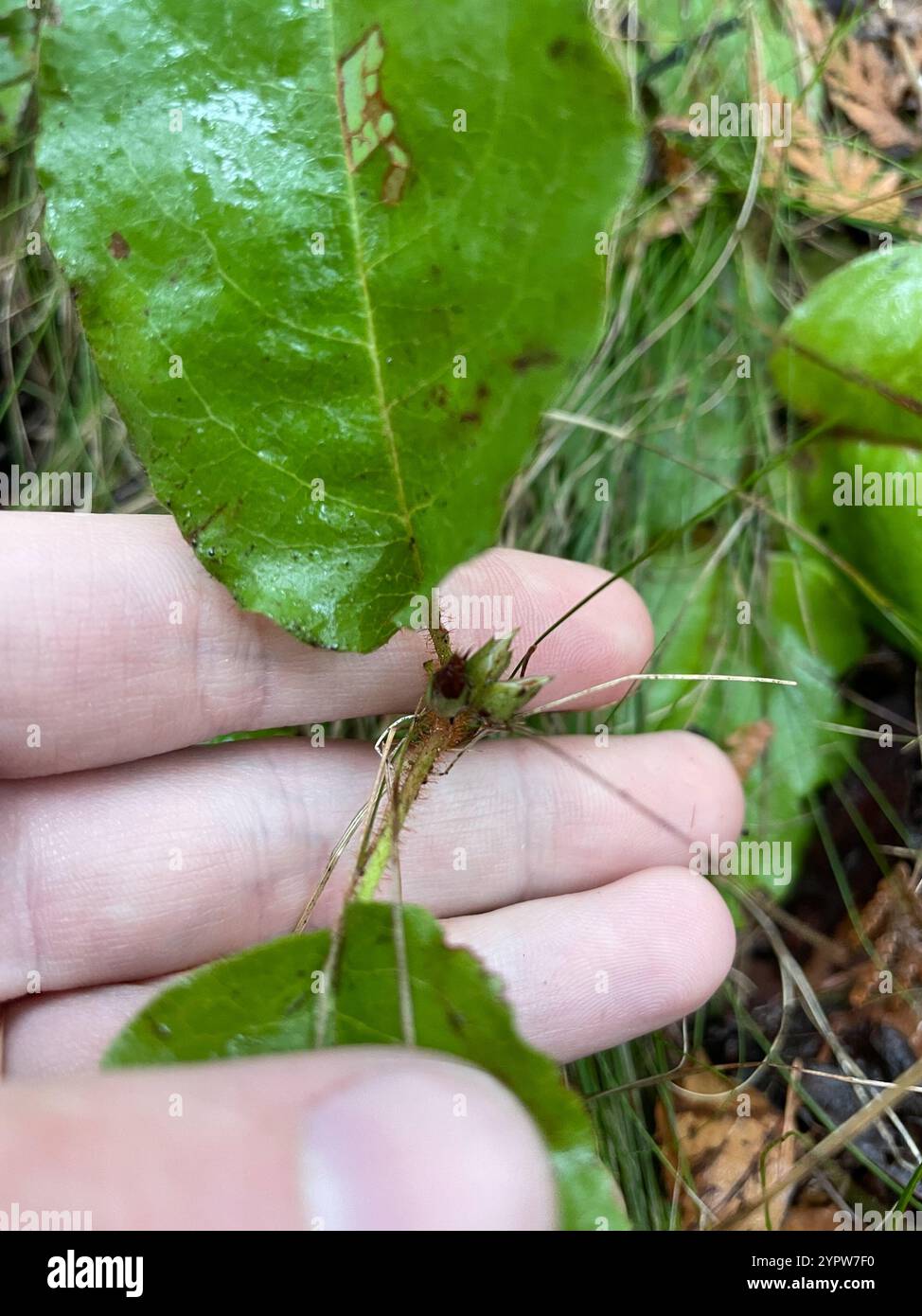 trailing arbutus (Epigaea repens Stock Photo - Alamy