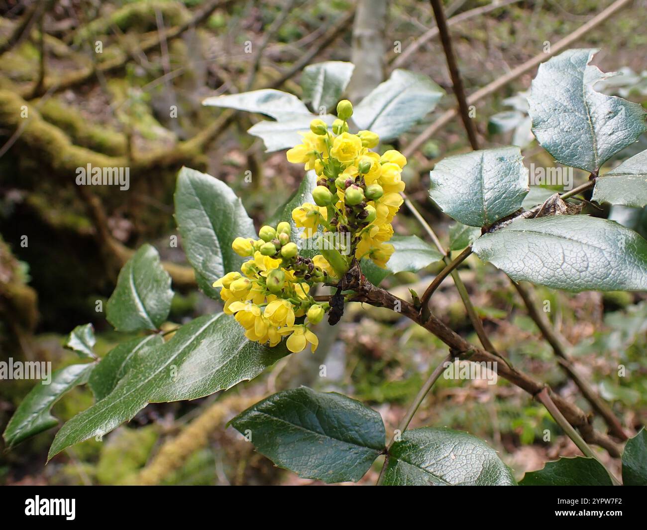 Oregon grape (Berberis aquifolium Stock Photo - Alamy
