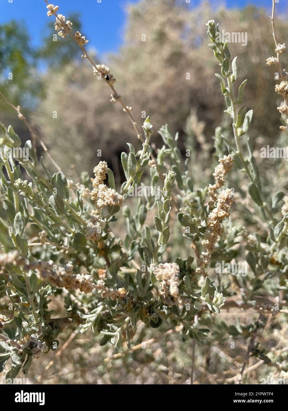 Saltbush cattle hi-res stock photography and images - Alamy