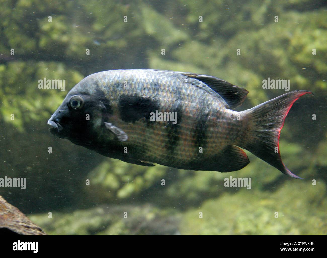 Damba Mipentina, Paretroplus maculatus, Cichlidae. Madagascar. The ...