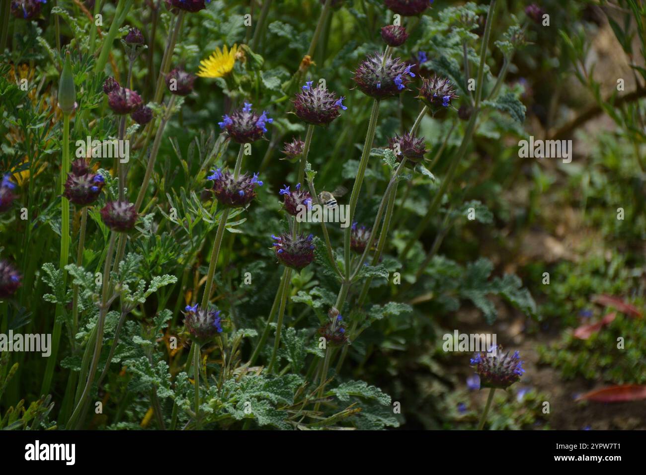 California Digger Bee (Anthophora californica Stock Photo - Alamy