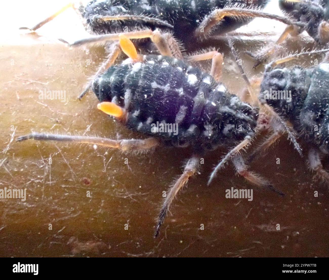 Black willow bark aphid (Pterocomma salicis Stock Photo - Alamy
