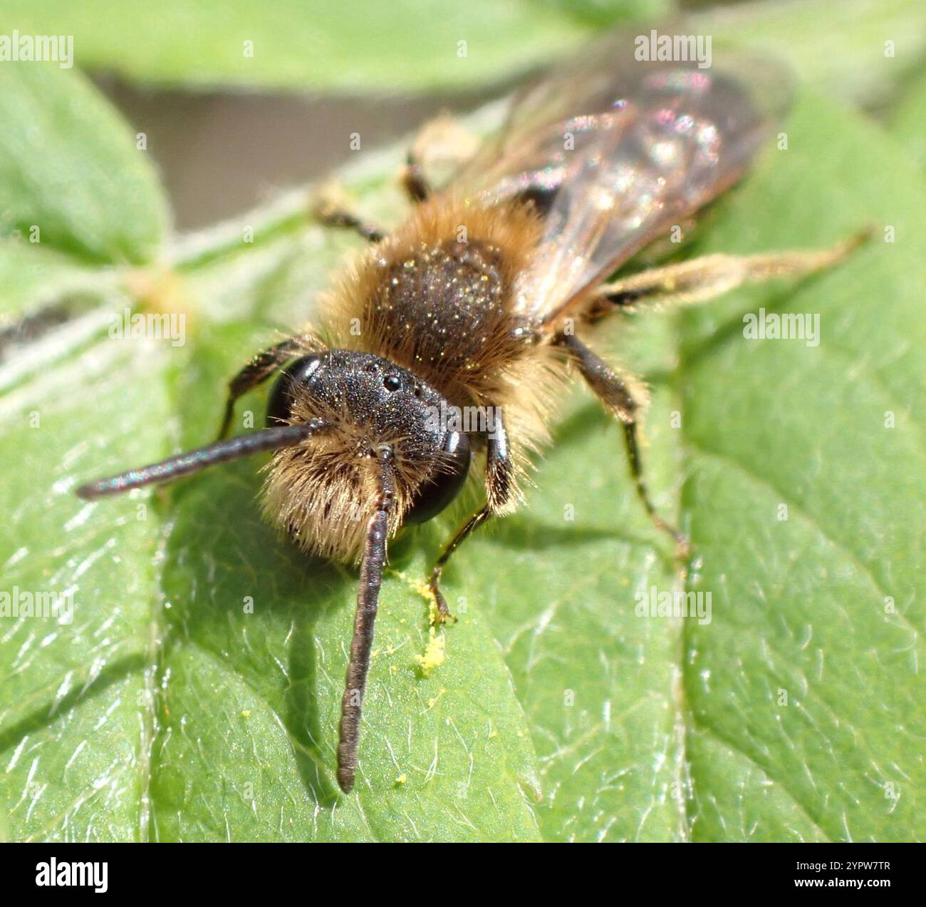 Mining Bees (Andrena Stock Photo - Alamy