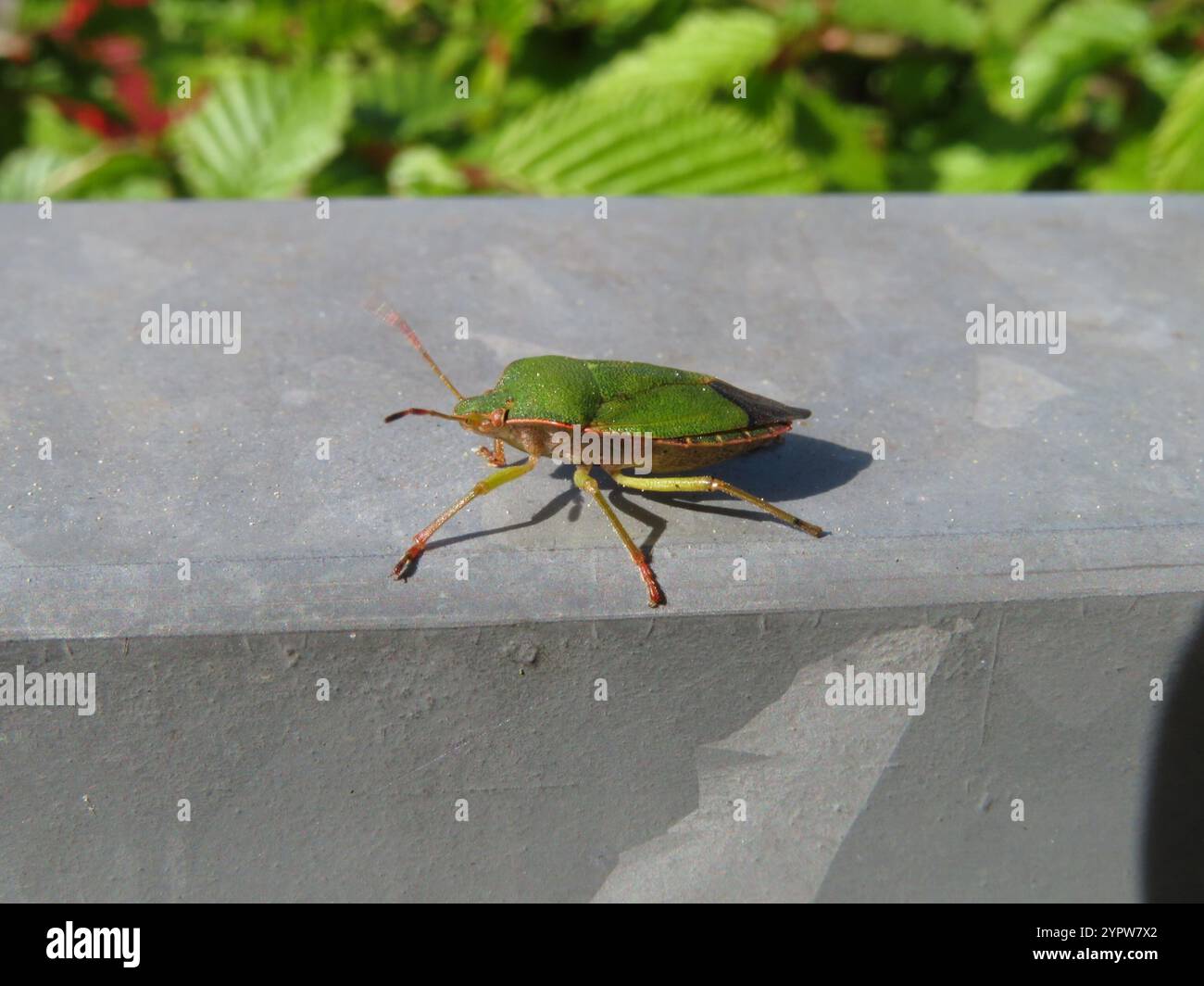 Green Shield Bug (Palomena prasina Stock Photo - Alamy