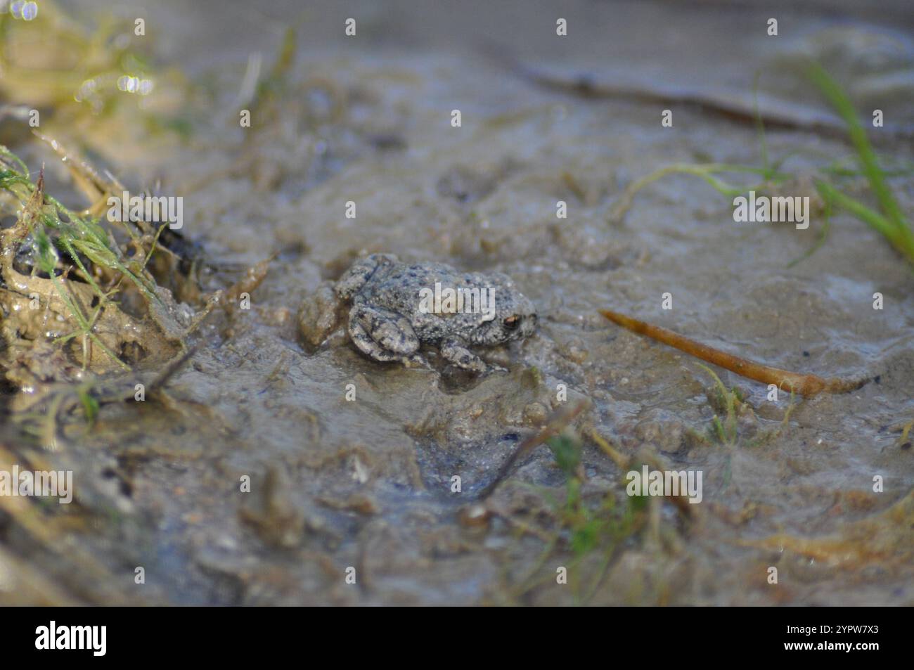 Common Midwife Toad (Alytes obstetricans Stock Photo - Alamy