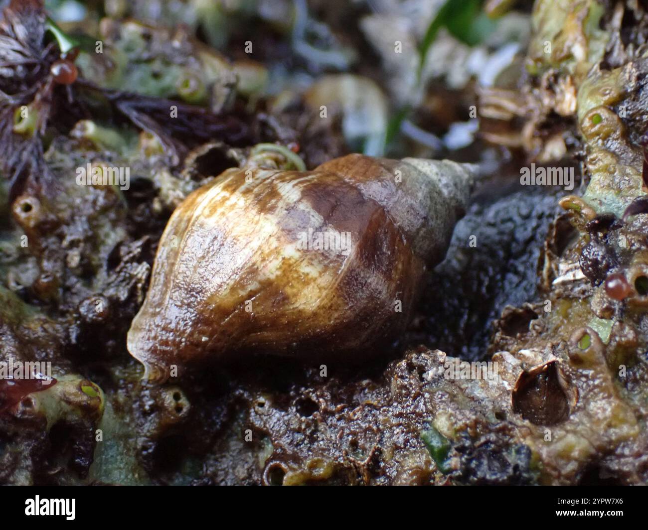 Frilled Dogwinkle (Nucella lamellosa Stock Photo - Alamy