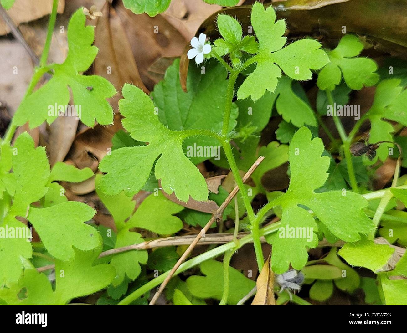 smallflower baby blue eyes (Nemophila aphylla Stock Photo - Alamy