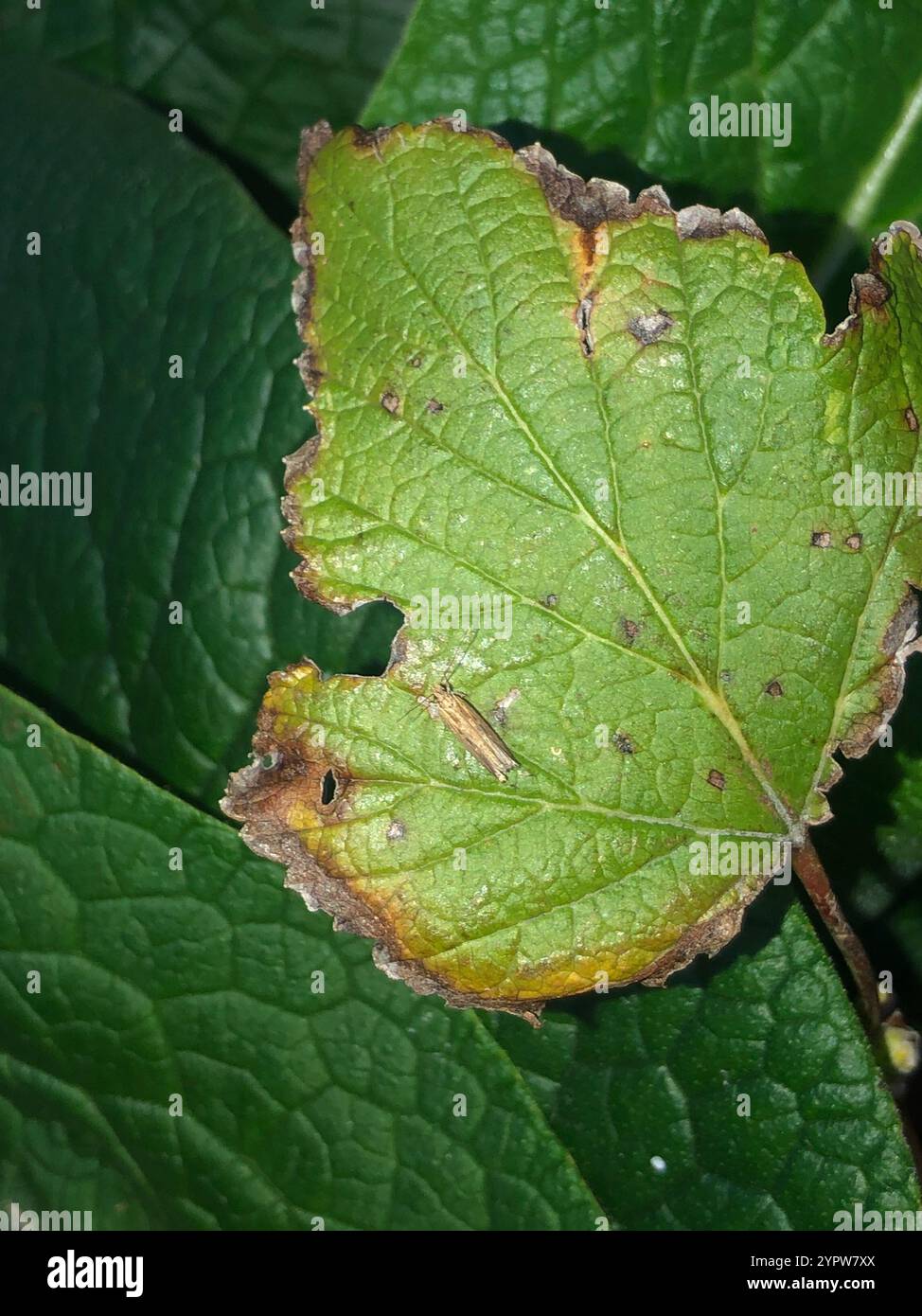 Curved-horn Moths (Gelechioidea Stock Photo - Alamy
