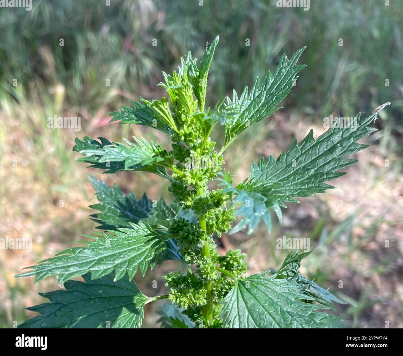 Dwarf Nettle (Urtica urens Stock Photo - Alamy