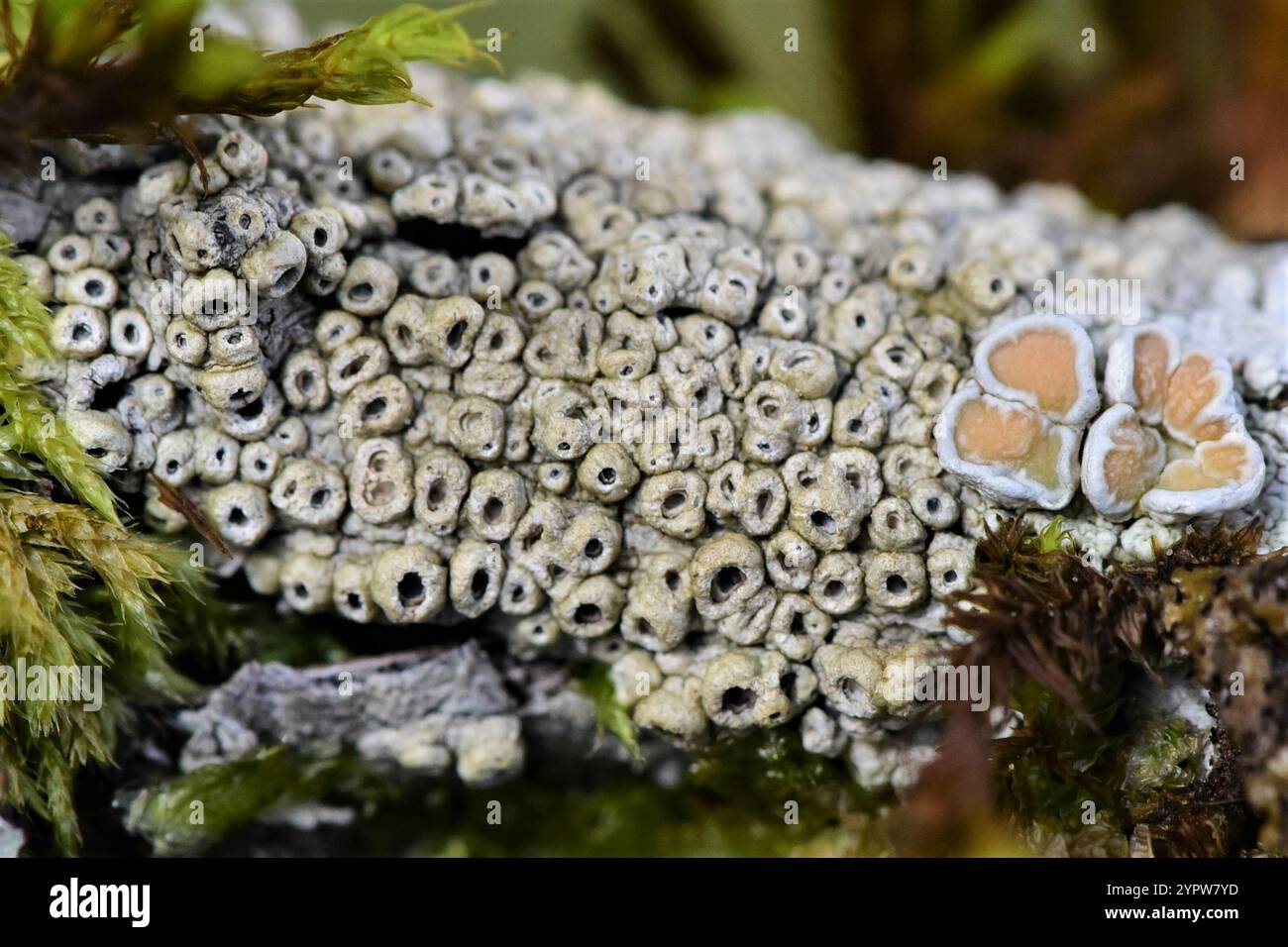 Barnacle lichens hi-res stock photography and images - Alamy