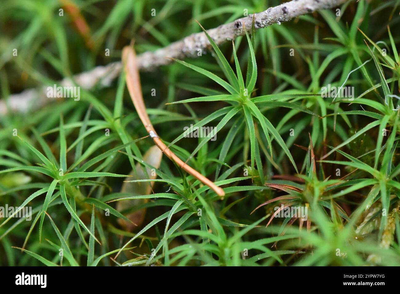 Common Haircap Moss (Polytrichum commune Stock Photo - Alamy