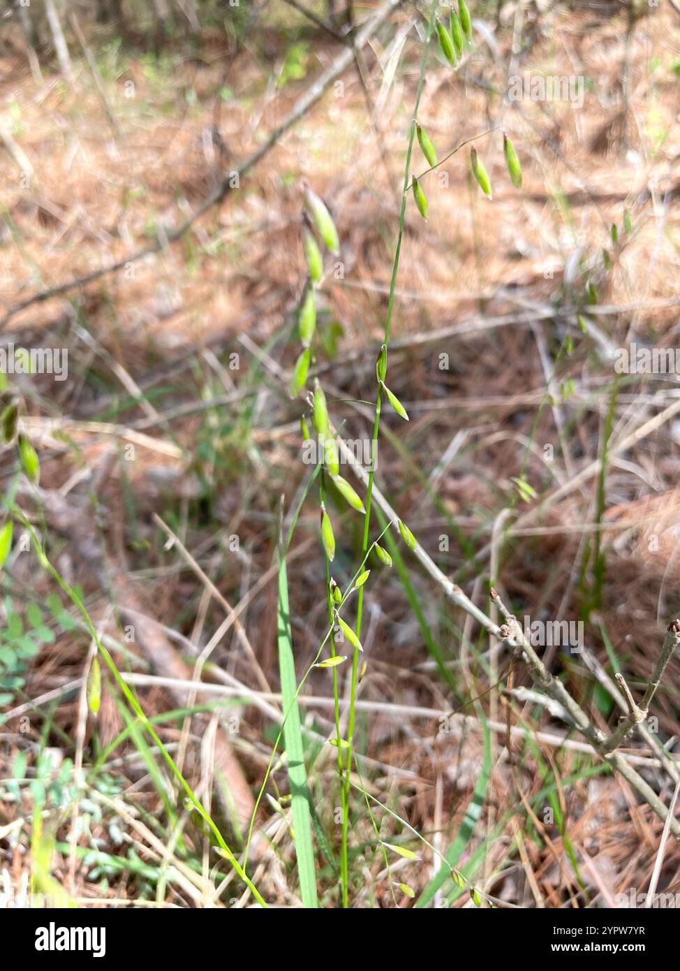 Twoflower Melicgrass (Melica mutica Stock Photo - Alamy