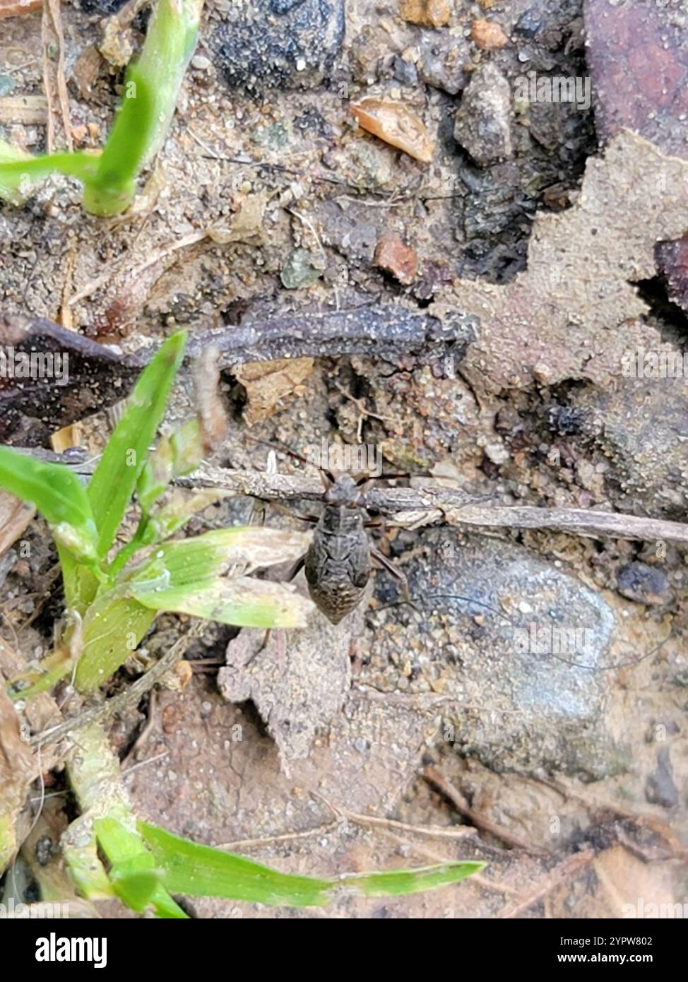 True Bugs (Heteroptera Stock Photo - Alamy