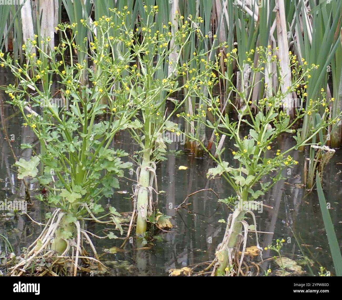 cursed crowfoot (Ranunculus sceleratus Stock Photo - Alamy