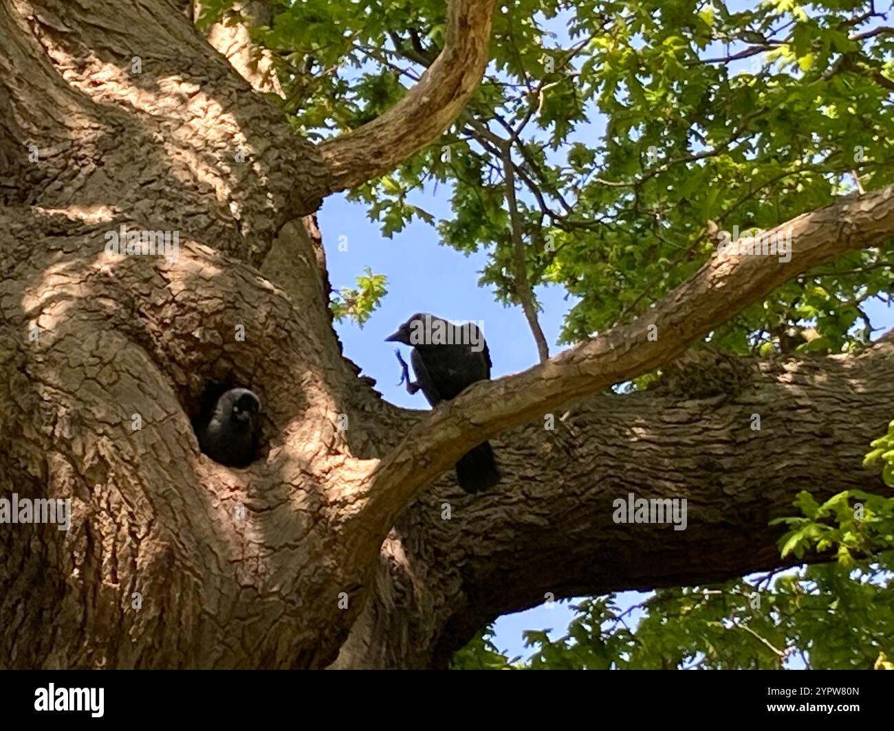Eurasian Jackdaw (Coloeus monedula Stock Photo - Alamy