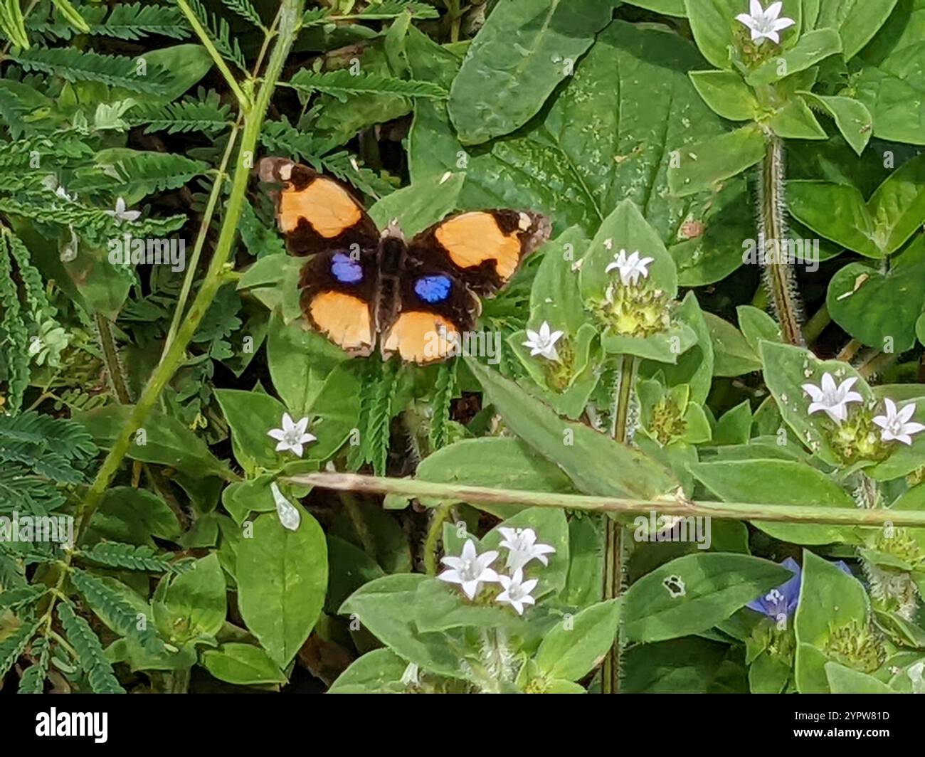 African Yellow Pansy (Junonia hierta cebrene Stock Photo - Alamy
