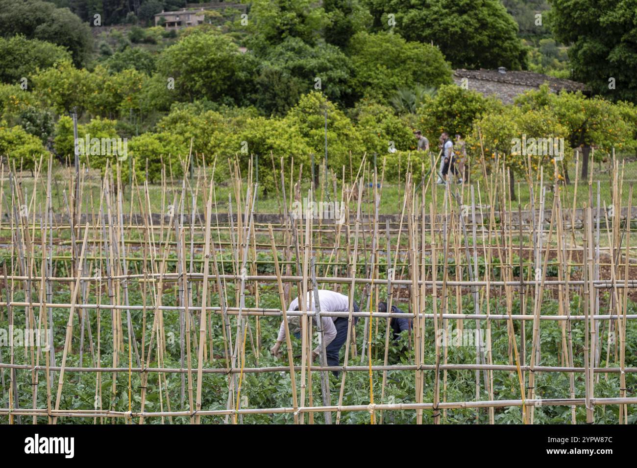 Farmer in Sa Vinyassa, Soller valley route, Mallorca, Balearic Islands ...