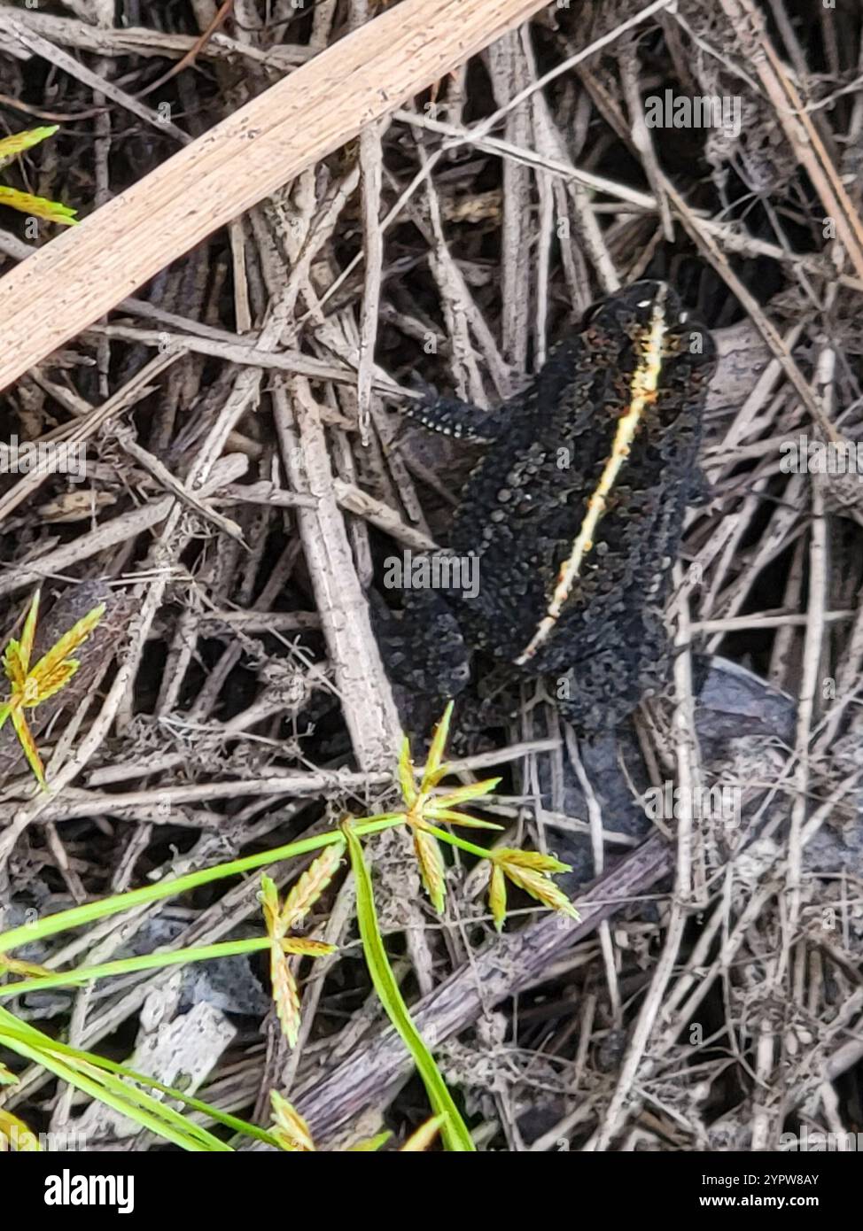 Oak Toad (Anaxyrus quercicus Stock Photo - Alamy