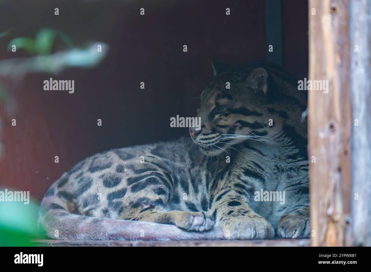 CHONGQING, CHINA - DECEMBER 1, 2024 - A Clouded Leopard, the only one ...
