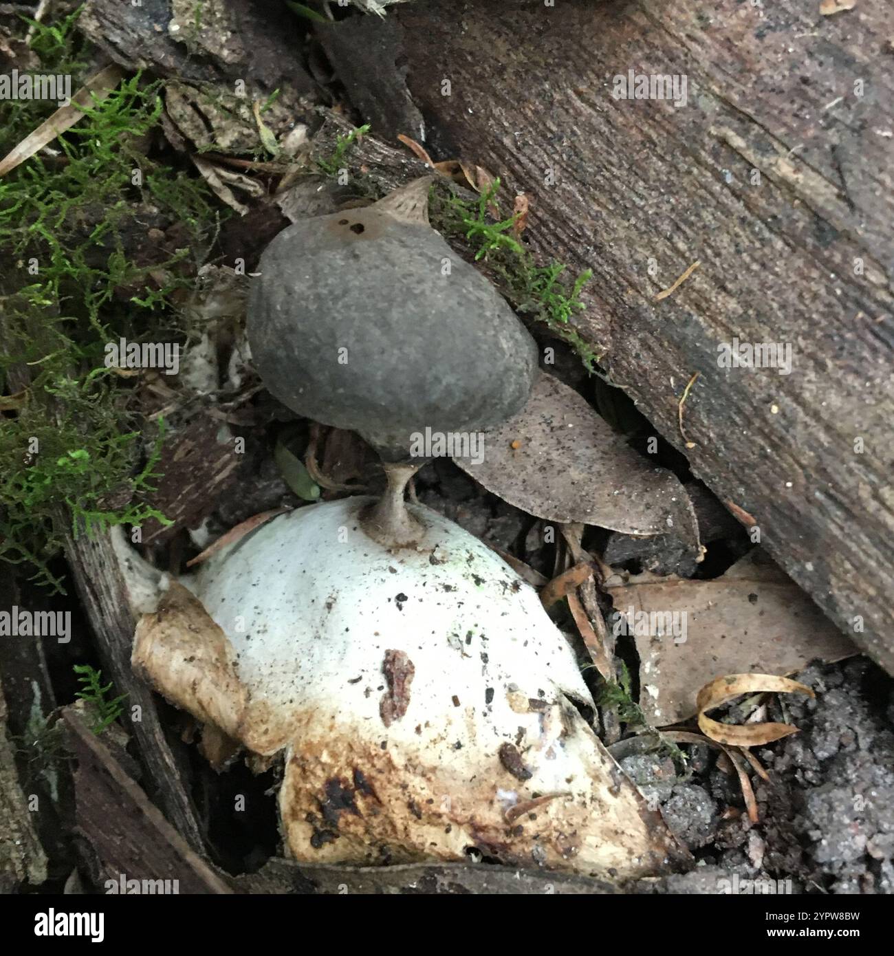 Beaked earthstar hi-res stock photography and images - Alamy