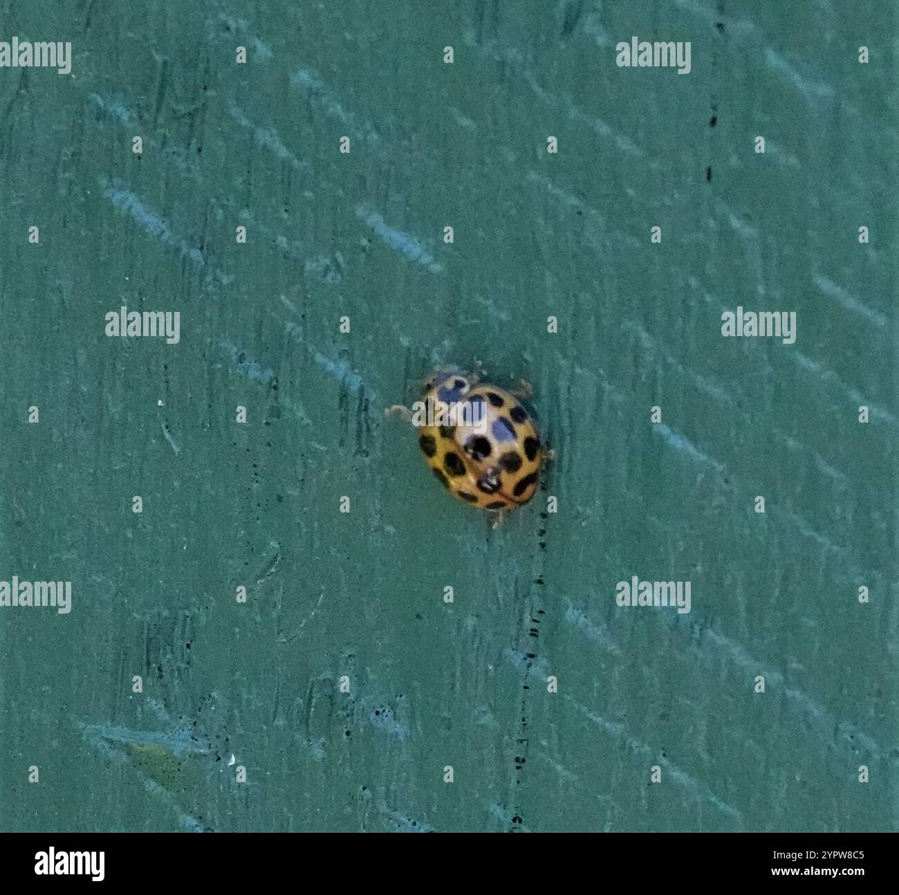 Large Spotted Ladybird (Harmonia conformis Stock Photo - Alamy