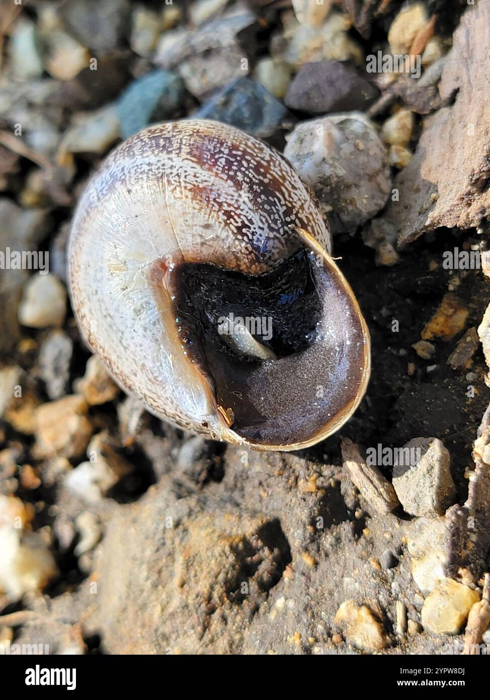 Milk Snail (Otala lactea Stock Photo - Alamy