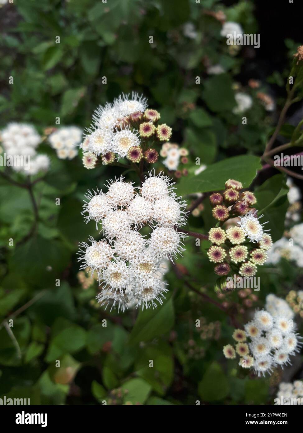 Crofton Weed (Ageratina adenophora Stock Photo - Alamy