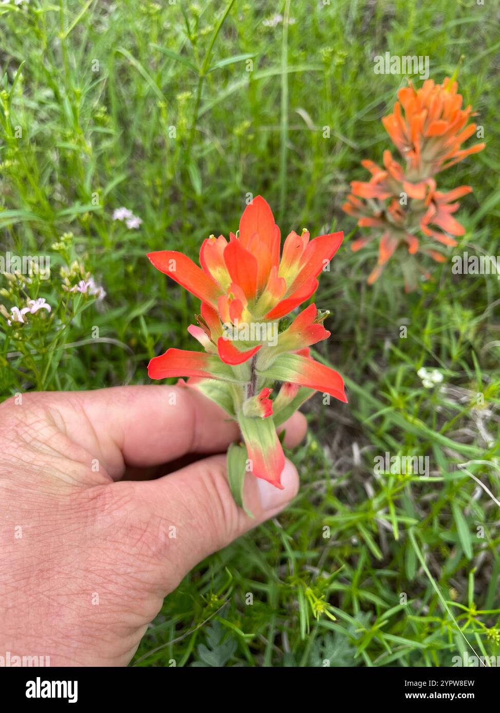 Texas Paintbrush (Castilleja indivisa Stock Photo - Alamy