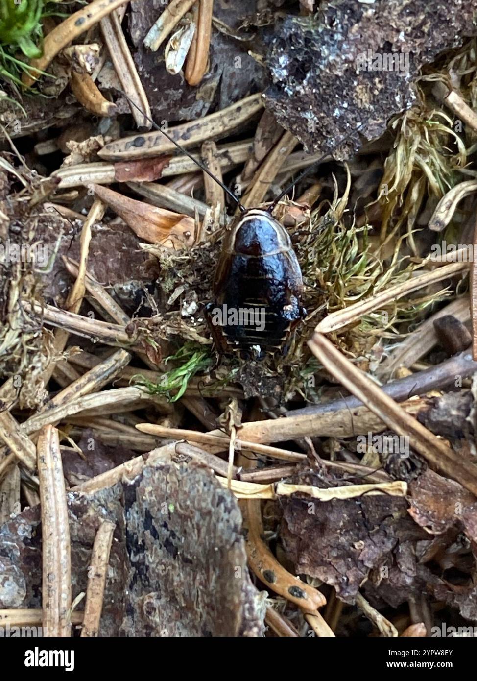 Forest Cockroach (Ectobius sylvestris Stock Photo - Alamy