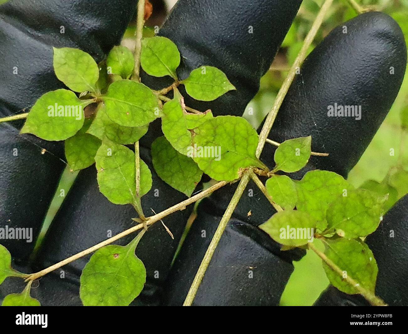 thin leaved coprosma (Coprosma areolata Stock Photo - Alamy