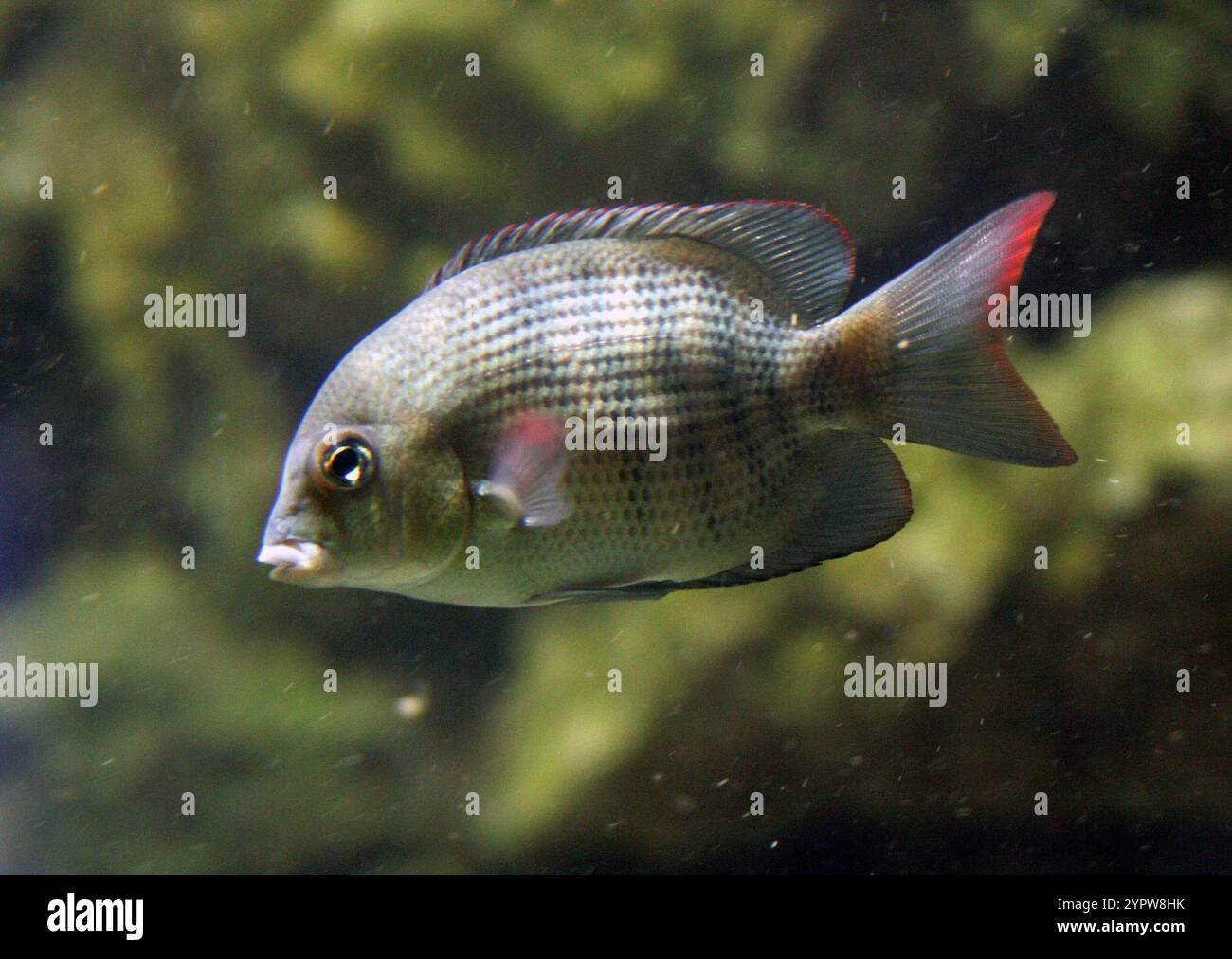 Pinstripe Menarambo, Paretroplus menarambo, Lake Sarodrano, Madagascar ...