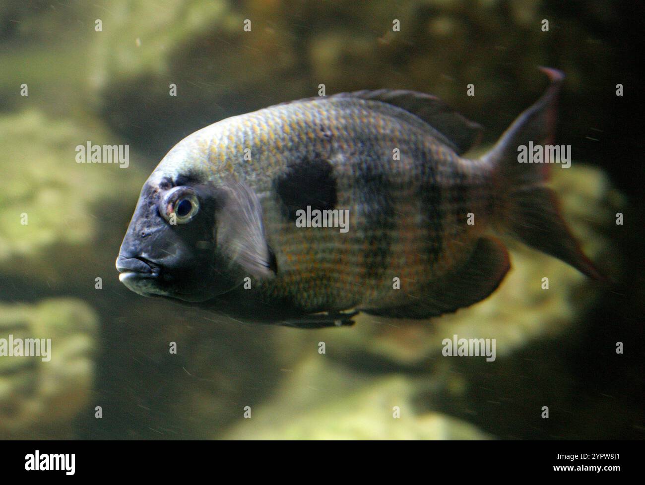 Damba Mipentina, Paretroplus maculatus, Cichlidae. Madagascar. The ...