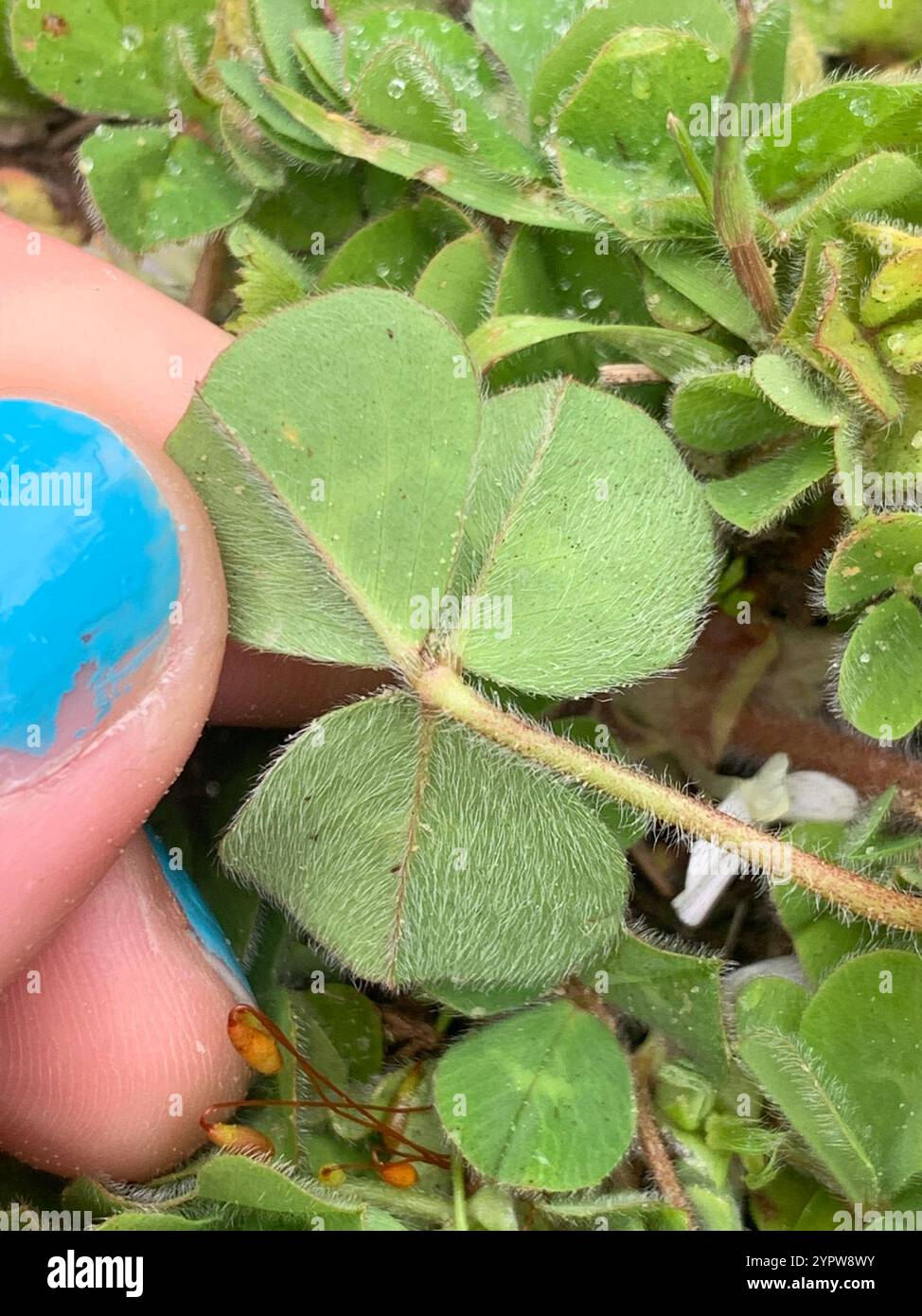 Subterranean Clover (Trifolium subterraneum Stock Photo - Alamy